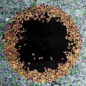 Oris™ Cell Migration Assay Kits,AMSBIO_specification/price/image_Bio ...