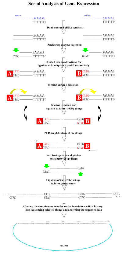 SAGE Libraries Construction and Sequencing,_specification/price/image ...
