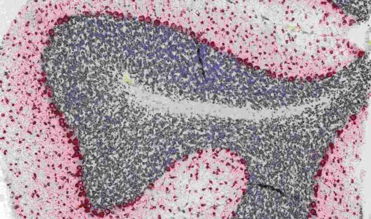 RNAscope® 2.5 LS Duplex Assay,Bio-Techne Corporation_specification ...