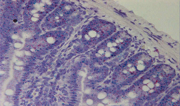 Control Probes for Manual Assays: RNAscope 2.5 HD Duplex Reagent Kit ...