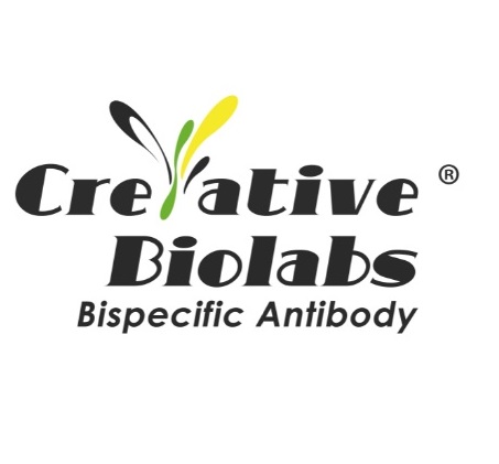 Recombinant Anti-CD3 x Anti-CSPG4 Bispecific Antibody (Single-chain ...