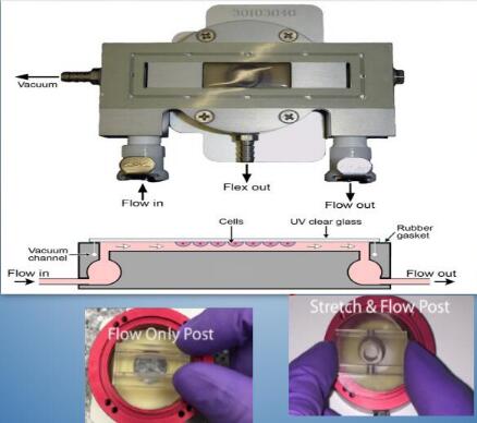 FlexFlow® Shear Stress Device,Shearing-Stretching Device,shearing ...