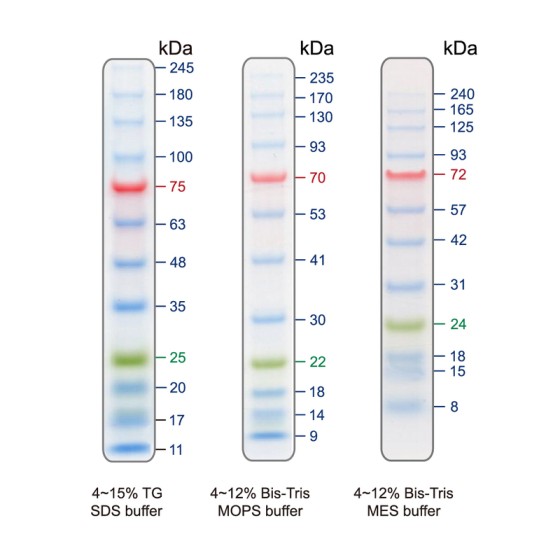 Blu12 Prestained Protein Ladder / BLUeye Prestained Protein Ladder（11 ...