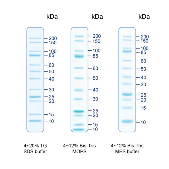 UNveil Unstained Protein Ladder（10 to 200 kDa）,Bio-Helix_specification ...