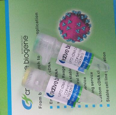 Haemophilus Influenza Real Time PCR Kit,Creative Biogene_specification ...