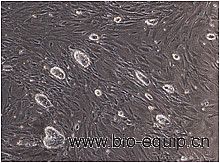 OriCellTM Strain 129 Mouse Embryonic Stem Cells,Cyagen Biosciences ...