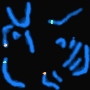 DEK-CAN FISH Probe,specification,price,image-Bio-Equip in China