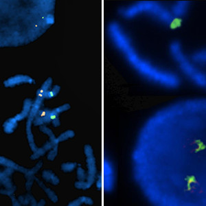 IGH-MAF FISH Probe,Empire Genomics_specification/price/image_Bio-Equip ...