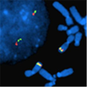 MLL Break Apart FISH Probe,Empire Genomics_specification/price/image ...