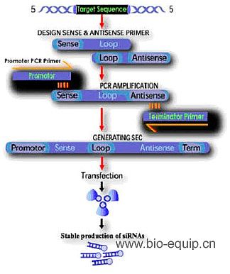 Custom siRNA Construction Services,Shanghai ShineGene Molecular Biotech ...