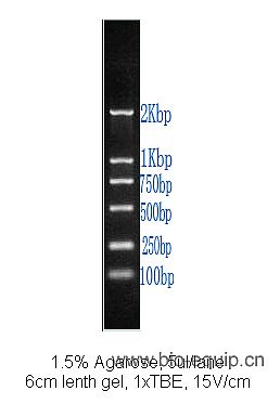 DL2000 DNA Marker/DNA Ladder,Shanghai ShineGene Molecular Biotech,Inc ...