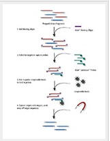 Target Capture for Next Generation Sequencing,idt_specification/price ...