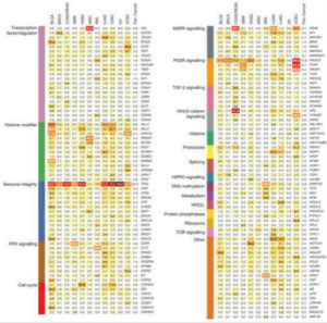 xGen® Pan-Cancer Panel,idt_specification/price/image_Bio-Equip in China