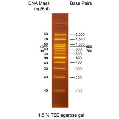 OmniMARK 100-DNA Marker/Ladder/Standard with fluorescent dye,Bio-Helix ...
