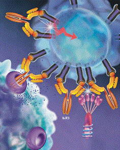 Tocilizumab；Atlizumab；Actemra；375823-41-9,TheraMabs_specification/price ...