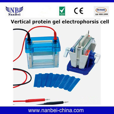 Best mini dual modular protein gel electrophoresis with factory price ...
