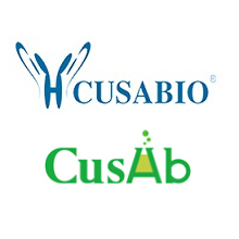 Recombinant Caldicellulosiruptor saccharolyticus LexA repressor(lexA ...