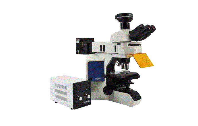Scientific-grade fluorescence microscope MF43-N,Guangzhou Micro-shot ...